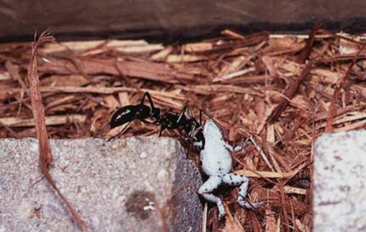 Meet the biggest ant in the world - Fun Facts