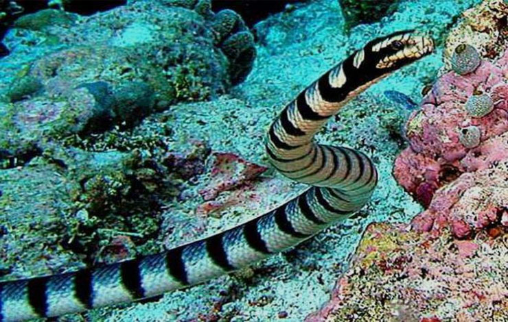 Sea snakes: meet one of the most venomous species in the world - Fun Facts