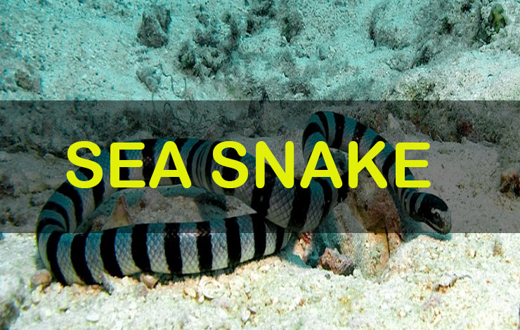 Sea snakes: meet one of the most venomous species in the world - Fun Facts