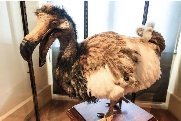 5 animals that have gone extinct. - Fun Facts