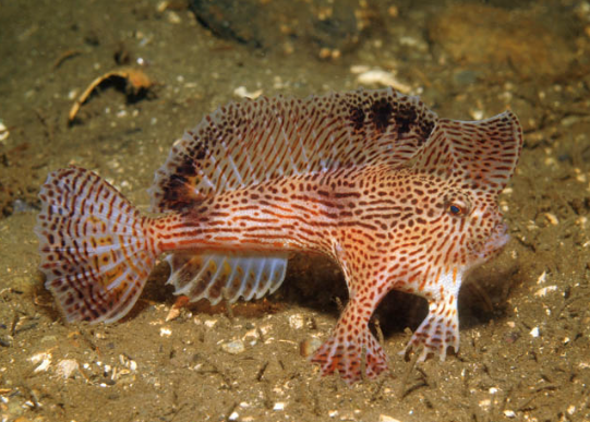 5 animals that have gone extinct. - Fun Facts