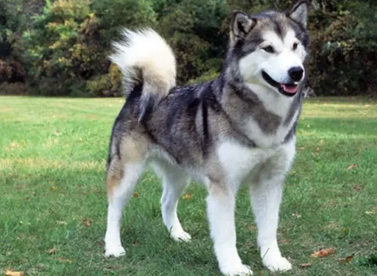 The 8 Most Expensive Dog Breeds in the world in 2023 - Fun Facts