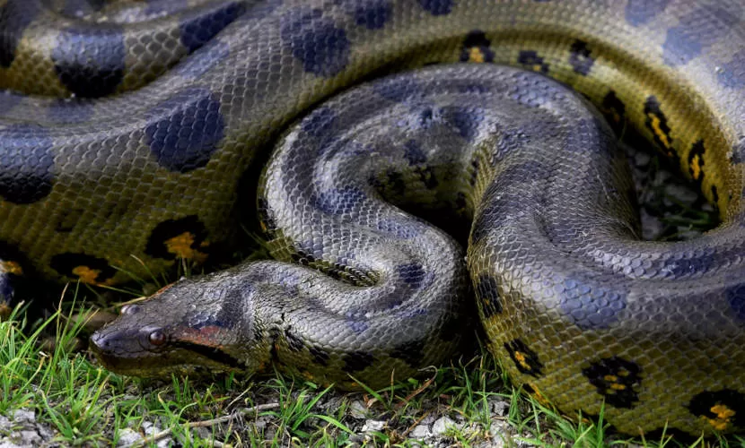 Vídeo Mostra Sucuri Regurgitando Cobra Viva - Fatos Curiosos Vídeo Mostra Sucuri Regurgitando Cobra Viva - Fatos Curiosos