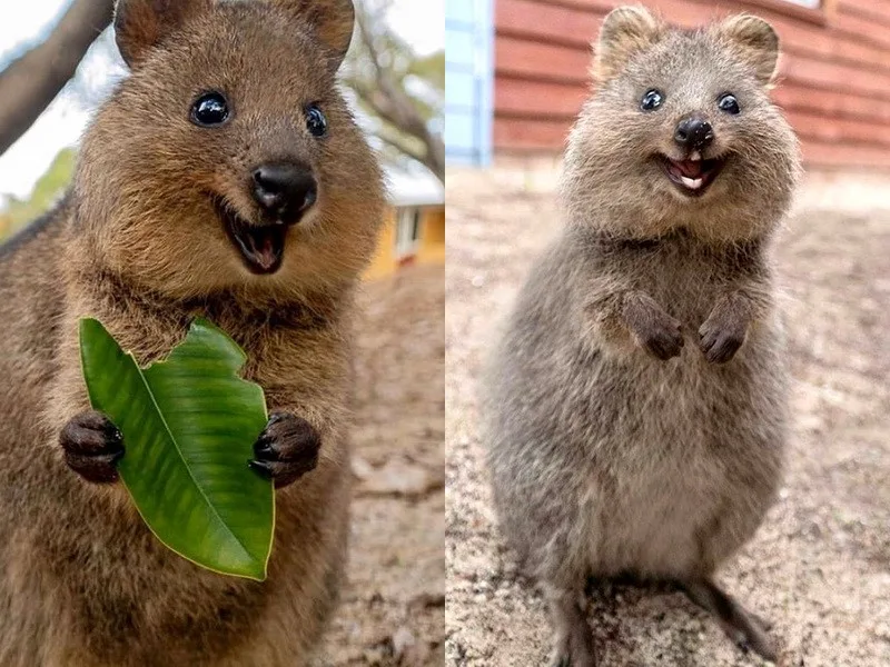 Você Conhece esse Bichinho Carismático o Quokkas? - Fatos Curiosos