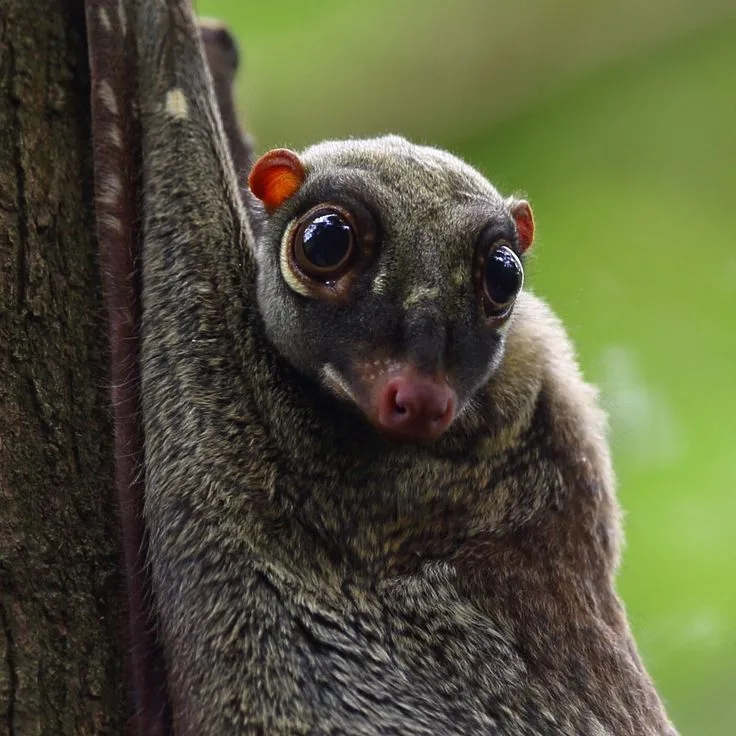 Explorando o Fascinante Mundo do Colugo: O Mamífero Voador - Fatos Curiosos